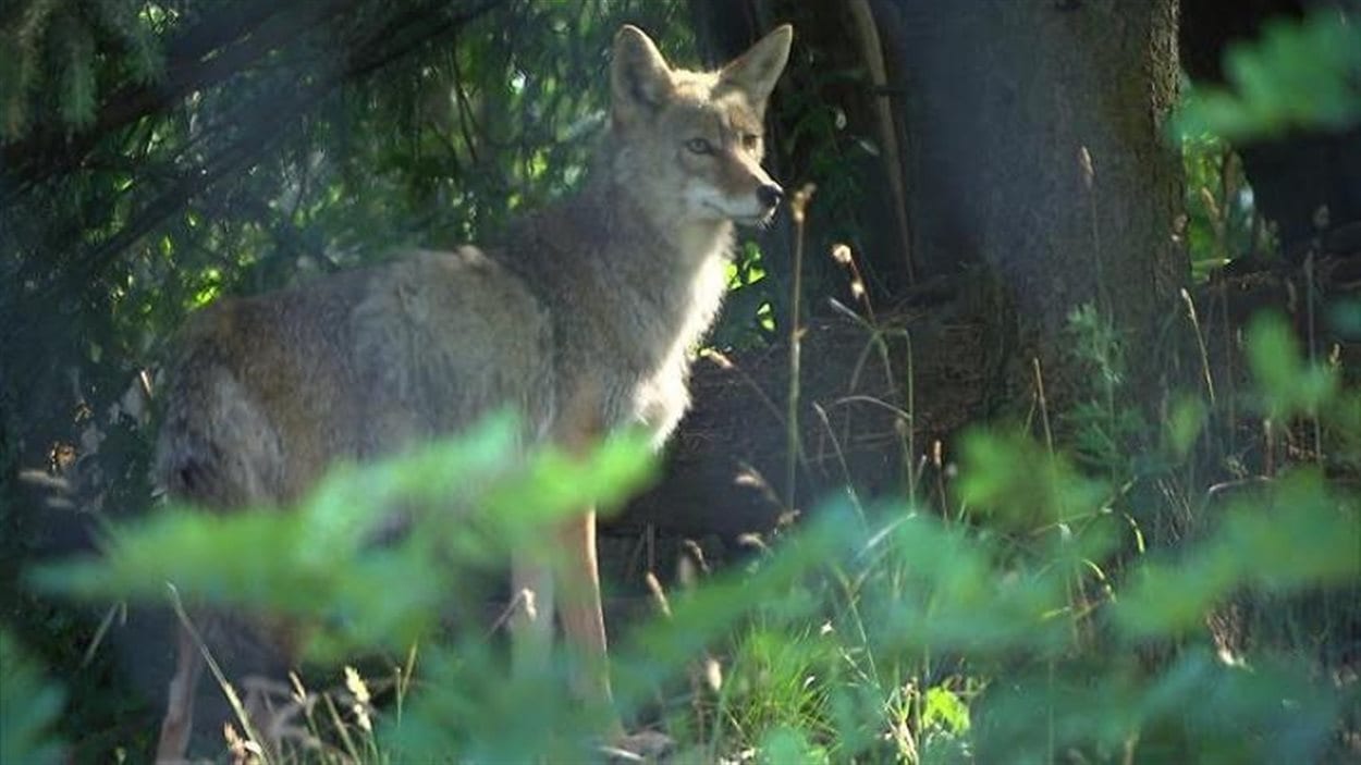 Le coyote « bien installé » à Montréal | Radio-Canada