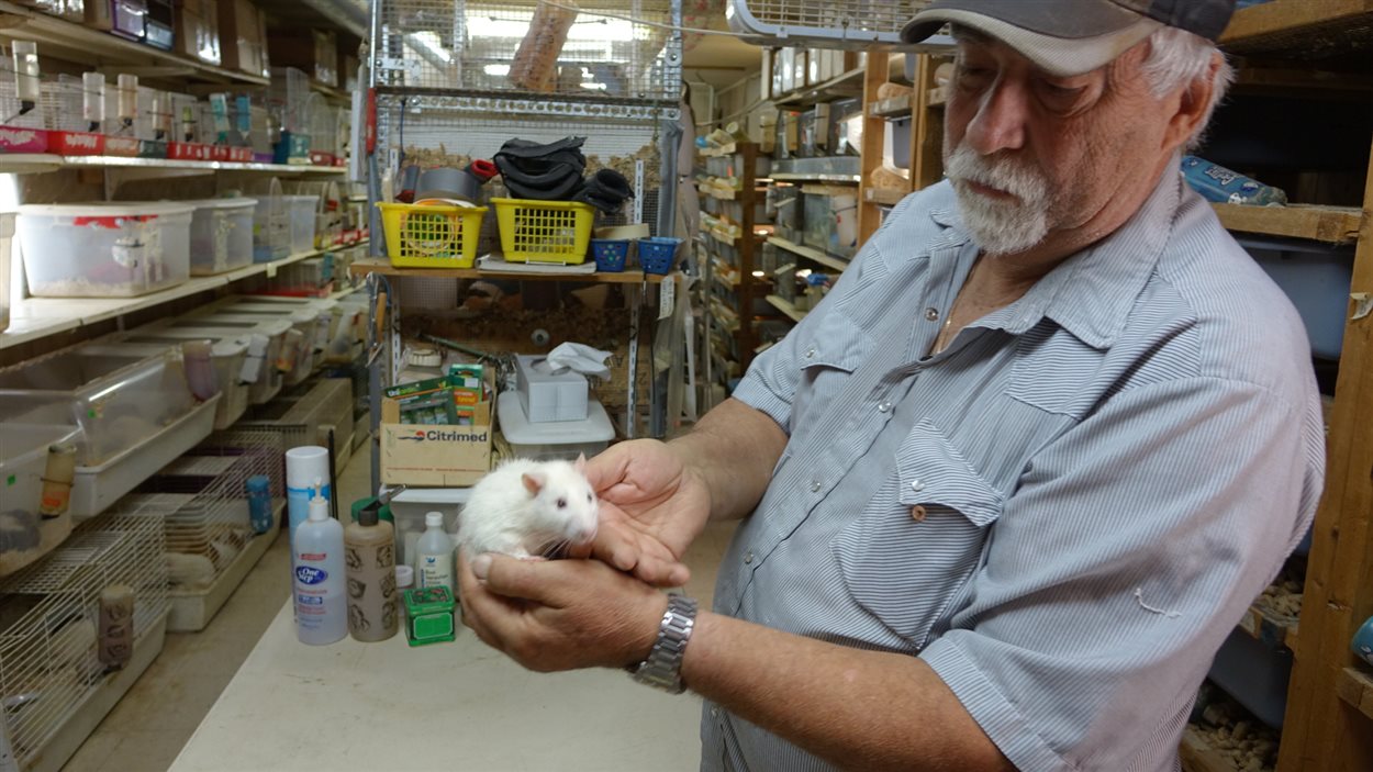 Profession : éleveurs de rongeurs | Radio-Canada