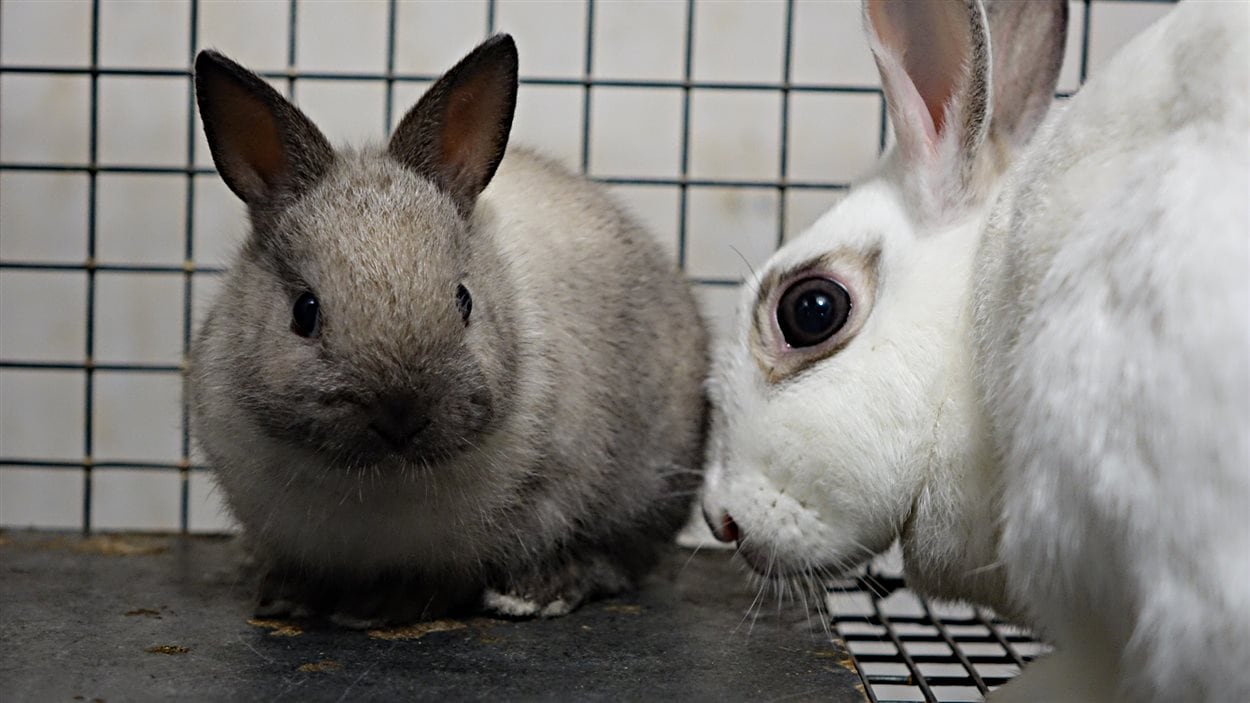 Profession : éleveurs de rongeurs | Radio-Canada