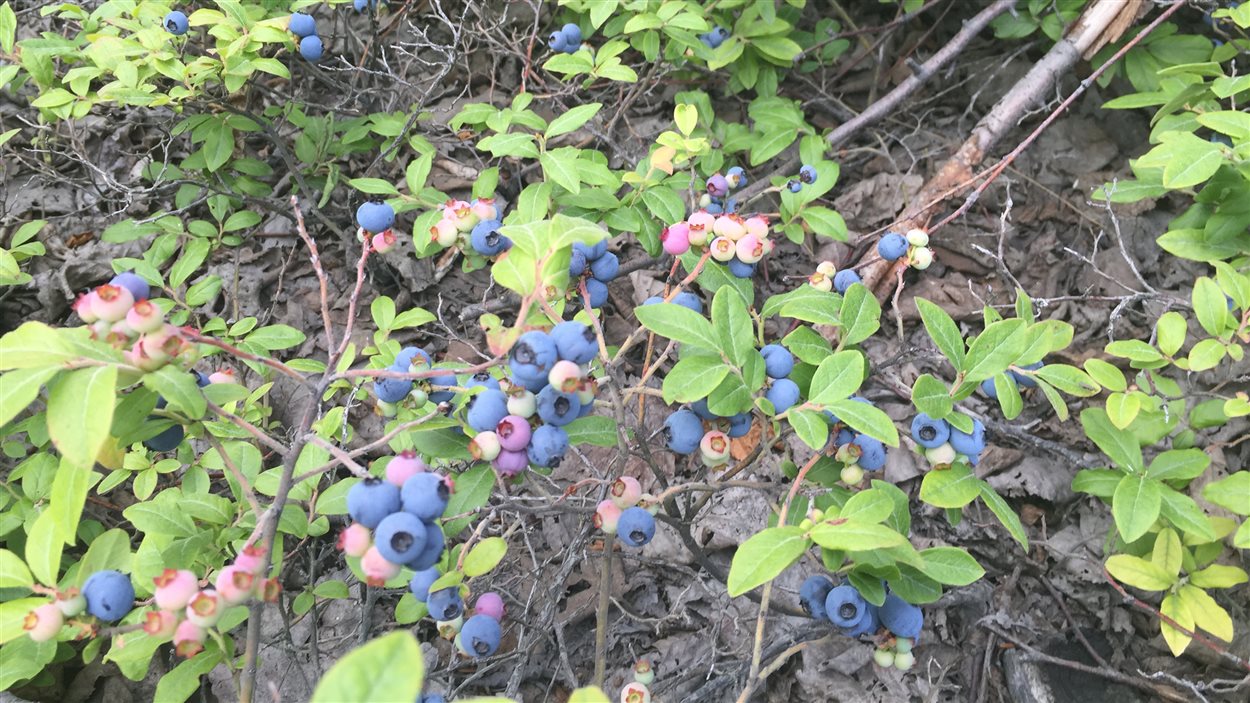 Les bleuets, une histoire de famille en Abitibi-Témiscamingue | Radio ...