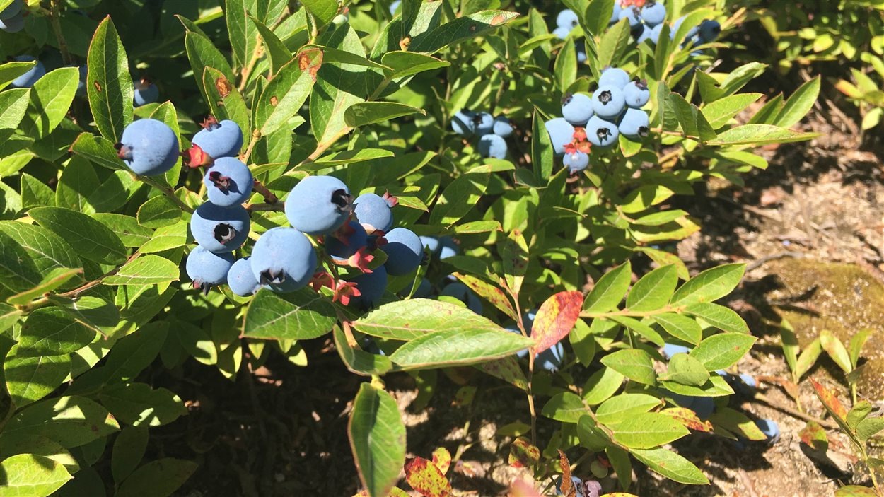 Production de bleuets record : les producteurs doivent prolonger la ...