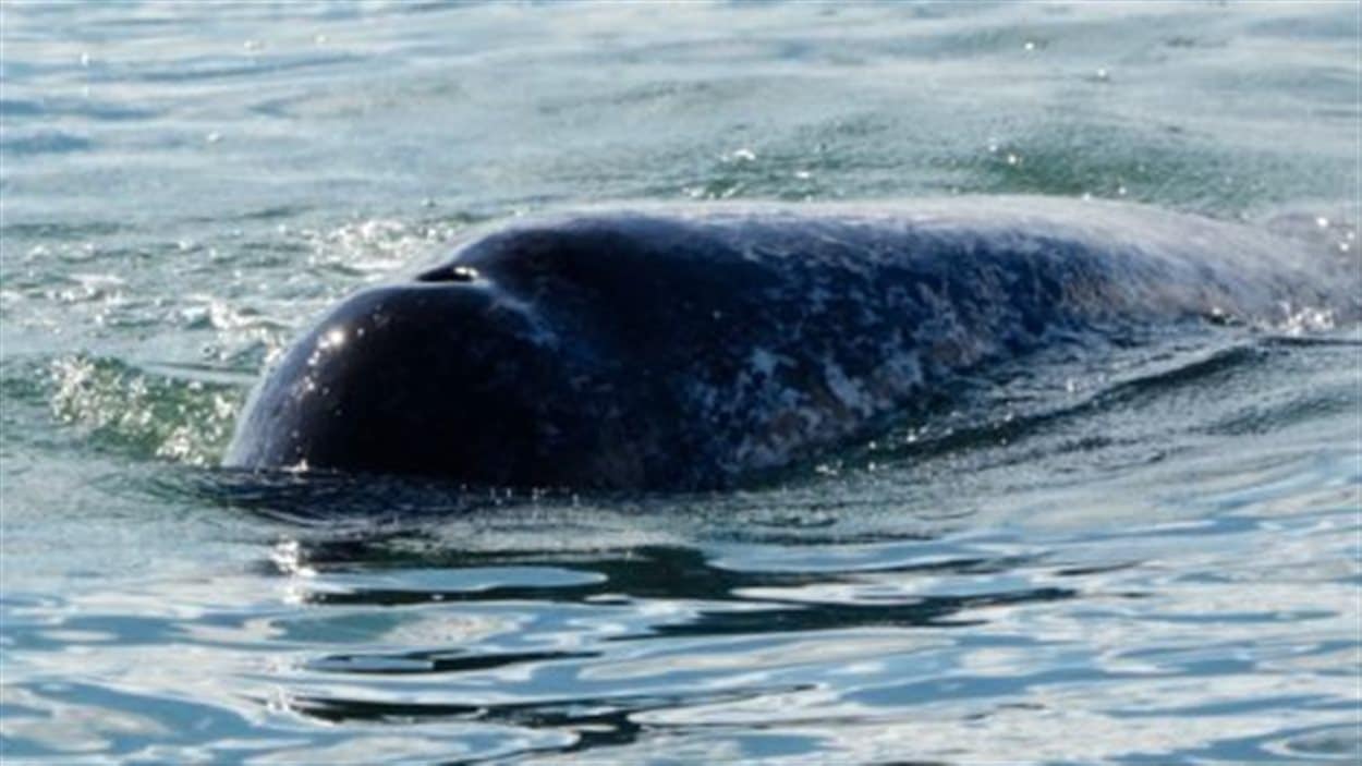 Un narval observé au large de Trois-Pistoles | Radio-Canada