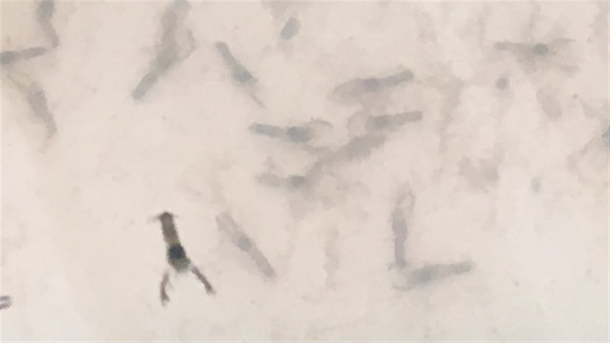 Une pouponnière de homards dans la baie de Shediac | Radio-Canada