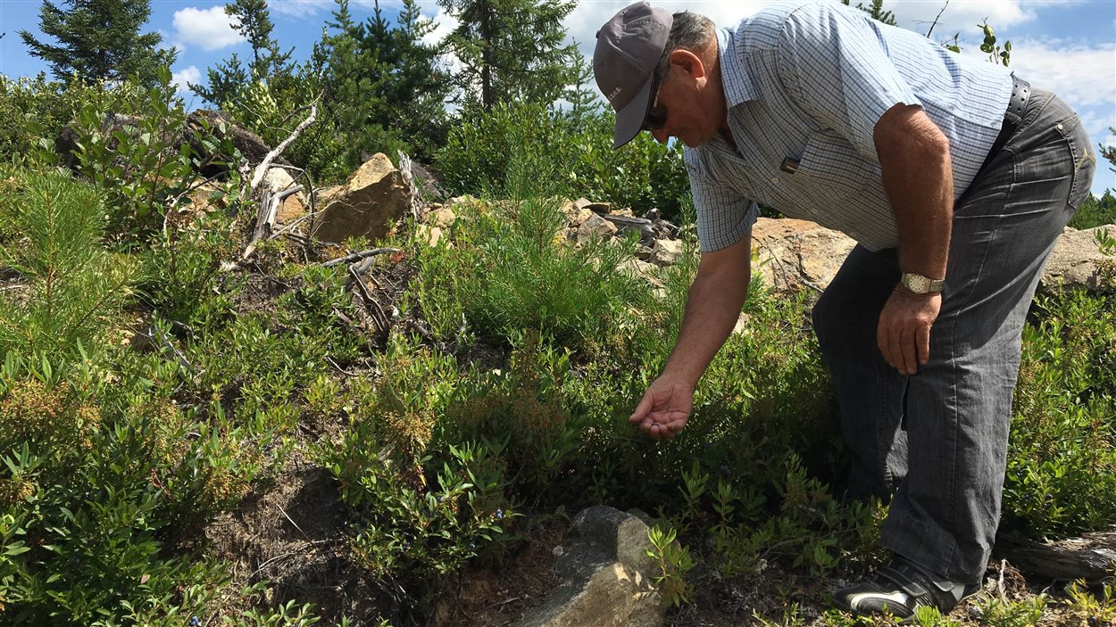 Les cueilleurs attendront-ils des prix plus élevés? | Radio-Canada