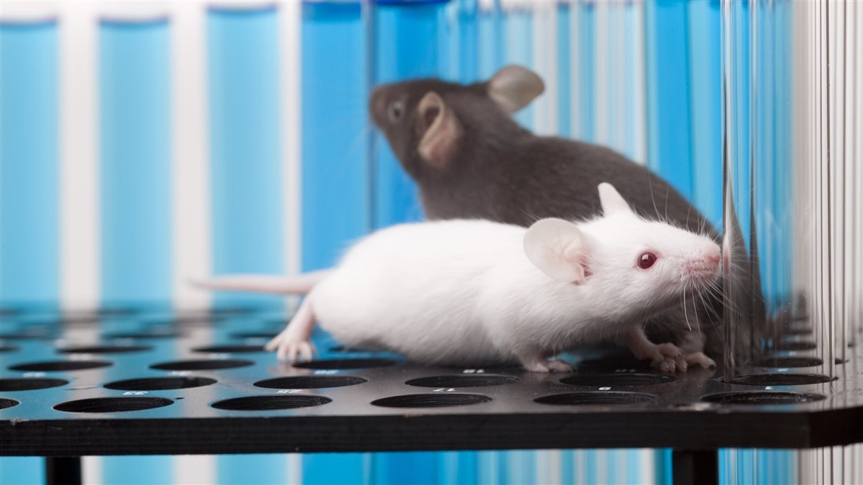 La marijuana rend les rats fainéants, selon une étude de UBC | Radio-Canada