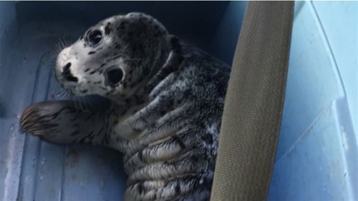 Un bébé phoque secouru à Deep Cove | Radio-Canada