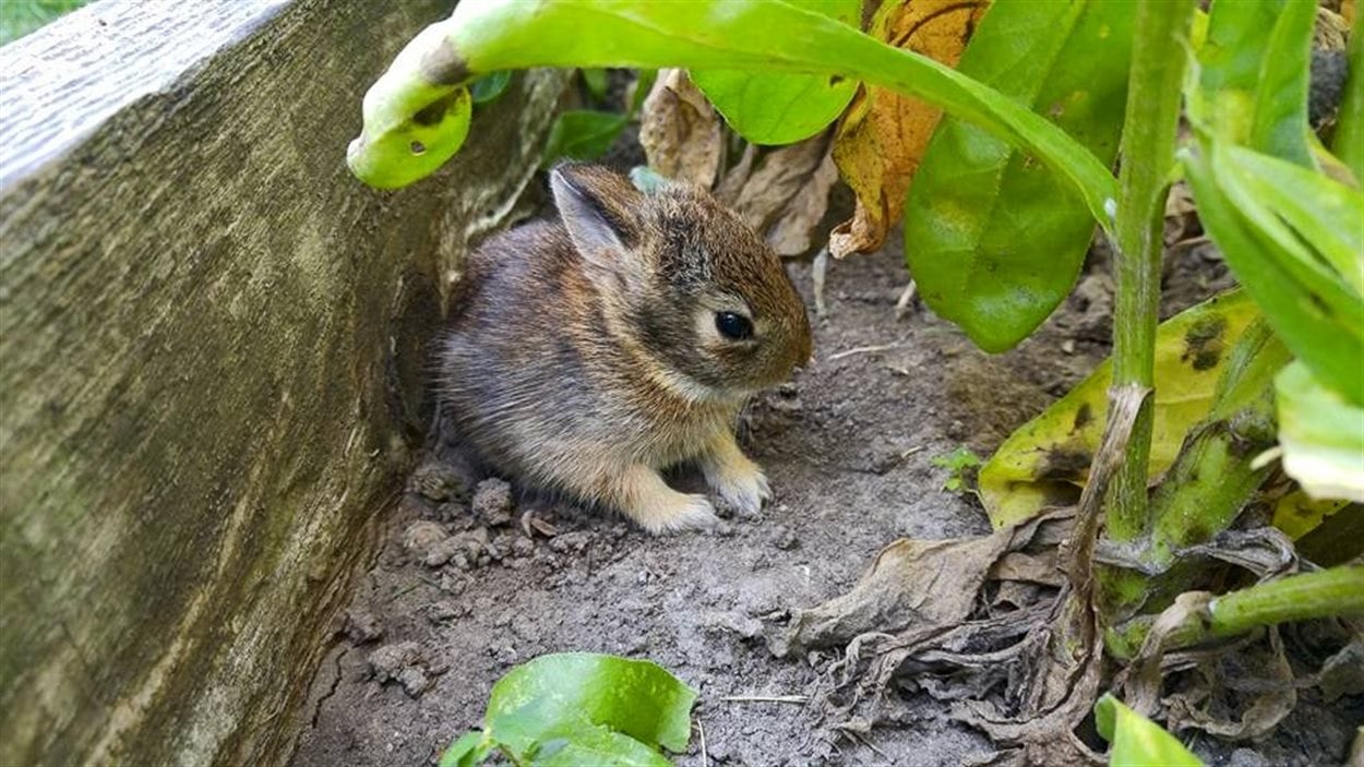 Un terrier de lapins trouvé dans un parc historique de Toronto | Radio ...