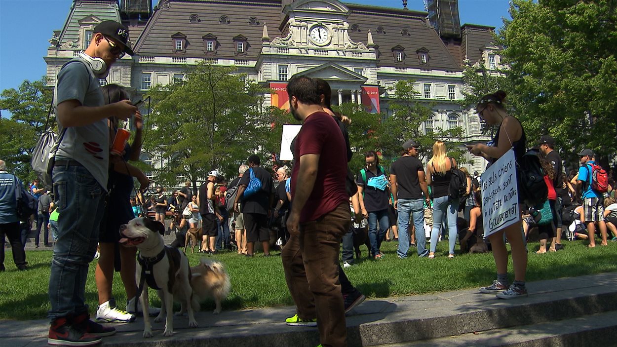 Manifestation en faveur des pitbulls à Montréal | Radio-Canada