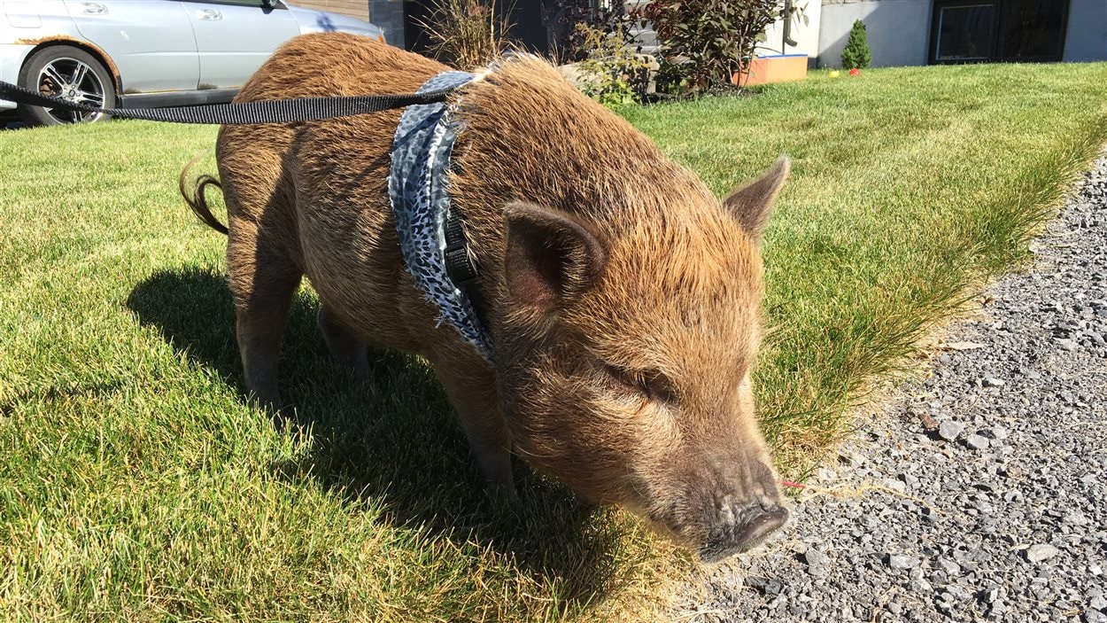 Le cochon miniature Bacon doit partir : la SPA envoie un nouvel avis ...