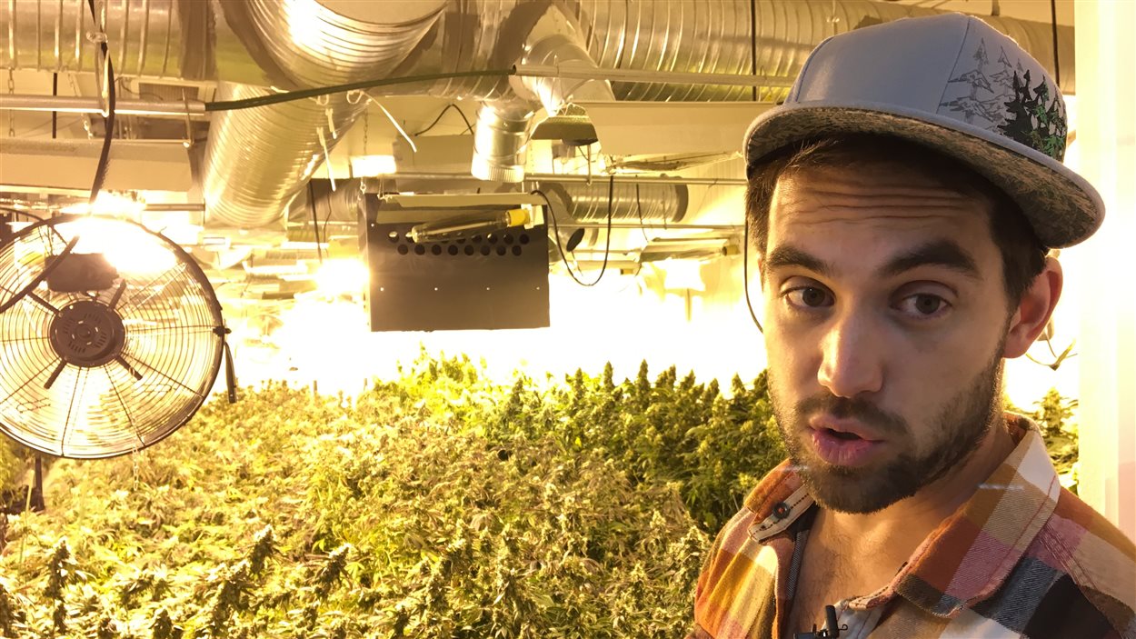 Cultivateur de cannabis bio : la prochaine profession à succès? | Radio ...