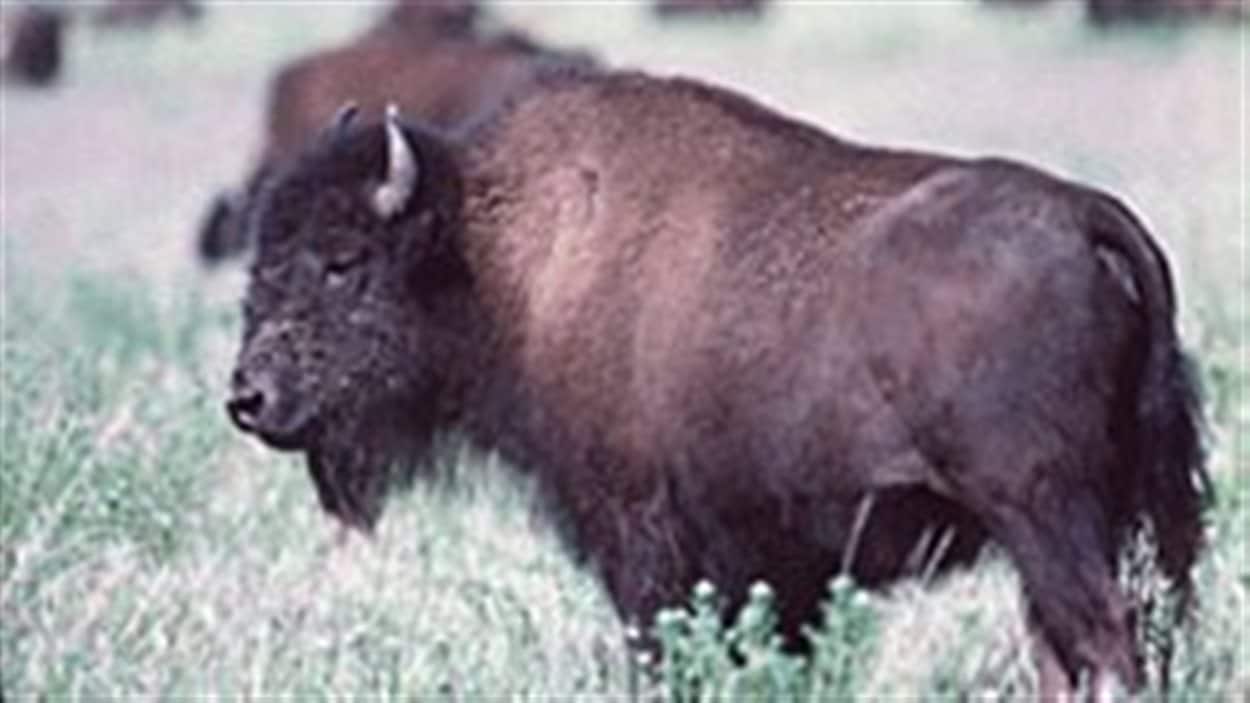 Mort de trois bisons au Zoo de Toronto | Radio-Canada