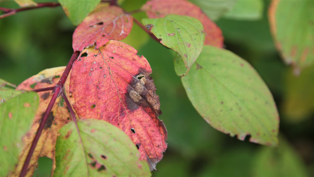 Un mois de septembre doux et chaud à Québec | Radio-Canada