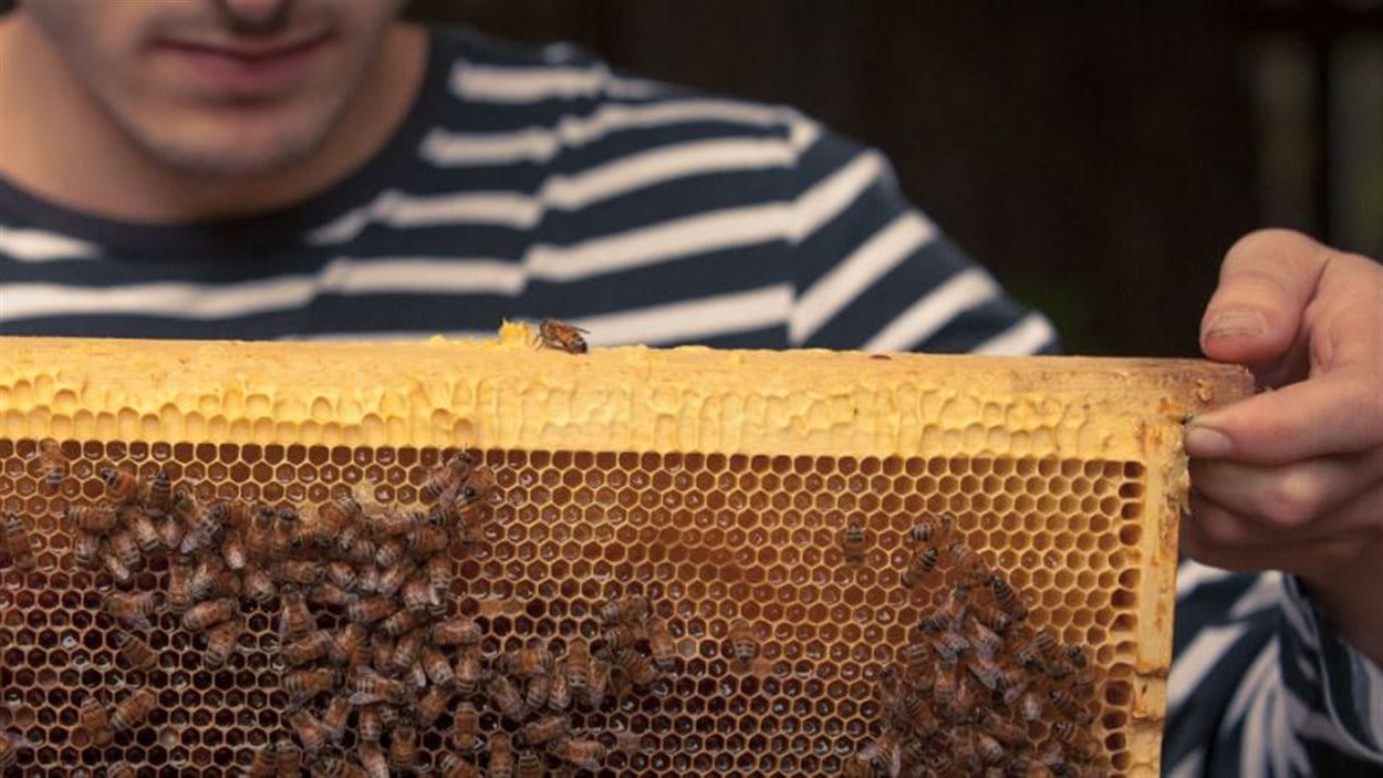 Protection des écosystèmes | Page 130 | ICI Radio-Canada.ca