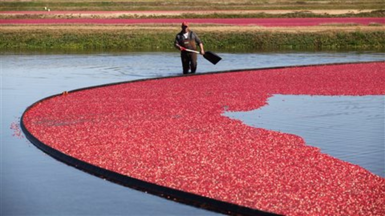 Récolte exceptionnelle pour les producteurs de canneberges du Québec ...