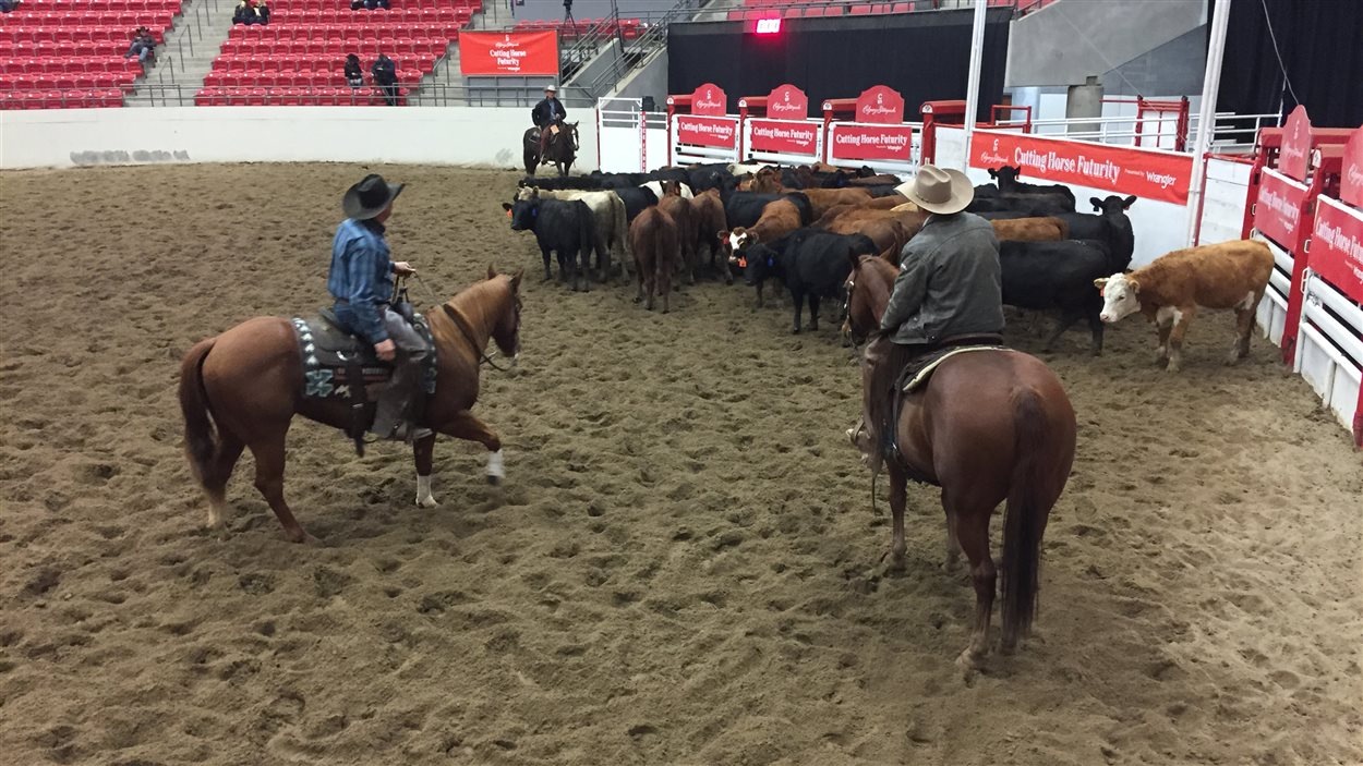 Le cheval de retranchement est à l'honneur au Stampede de Calgary ...