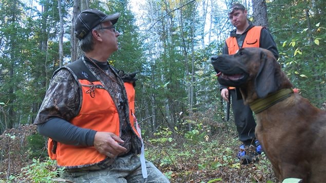 Le chien de sang, l'ami des chasseurs qui ont perdu la trace de leur ...