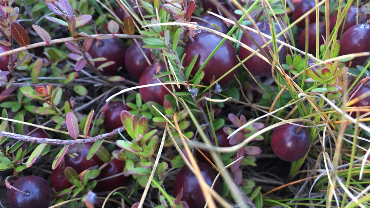 Canneberges: abondance de fruits, absence de profits | Radio-Canada
