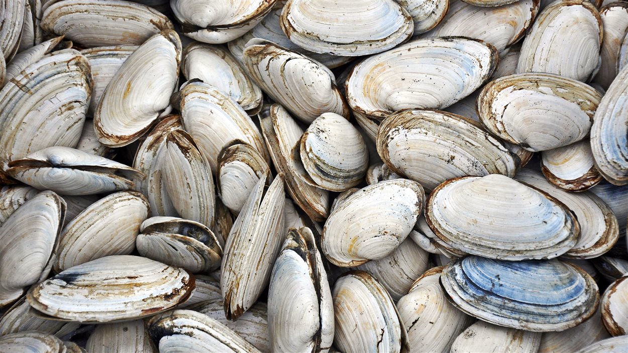 Le retour de la mye | Radio-Canada