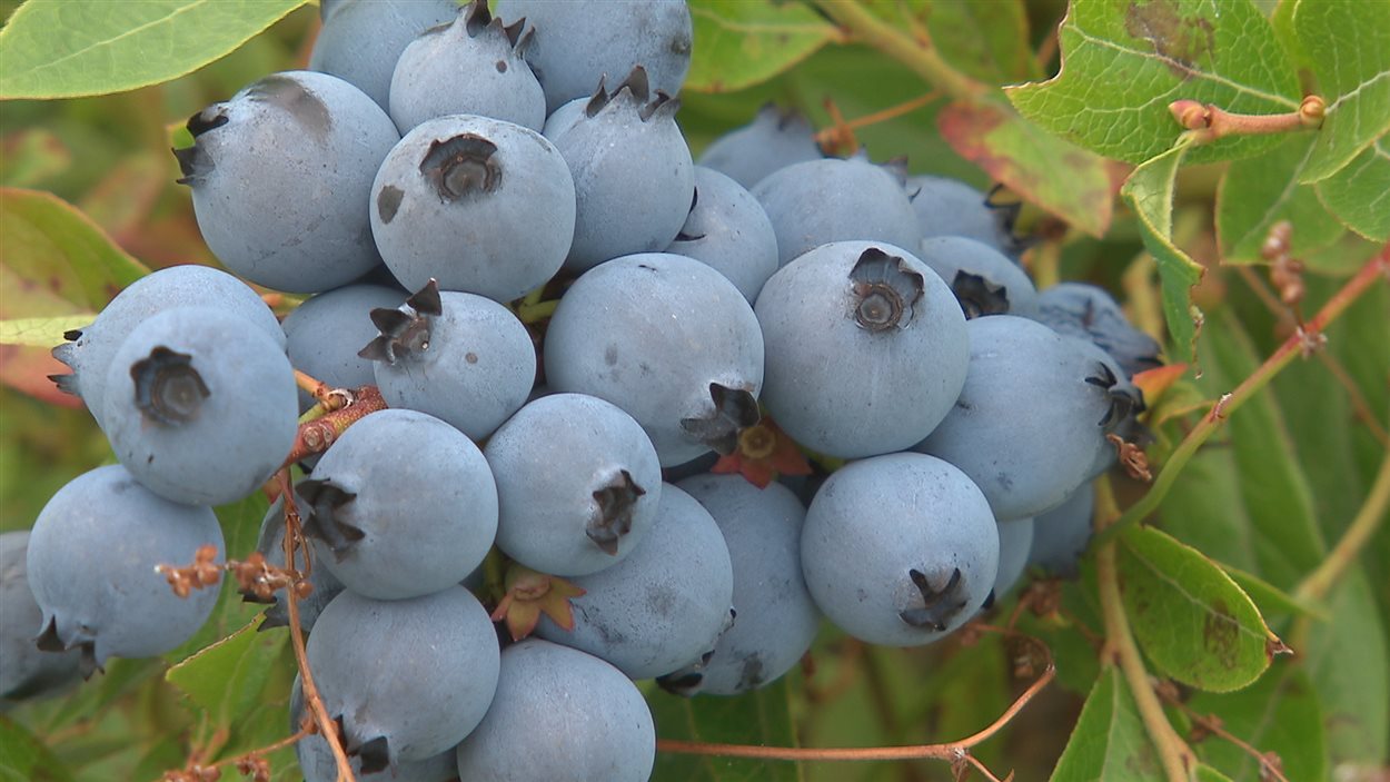 Bleuets sauvages | La semaine verte