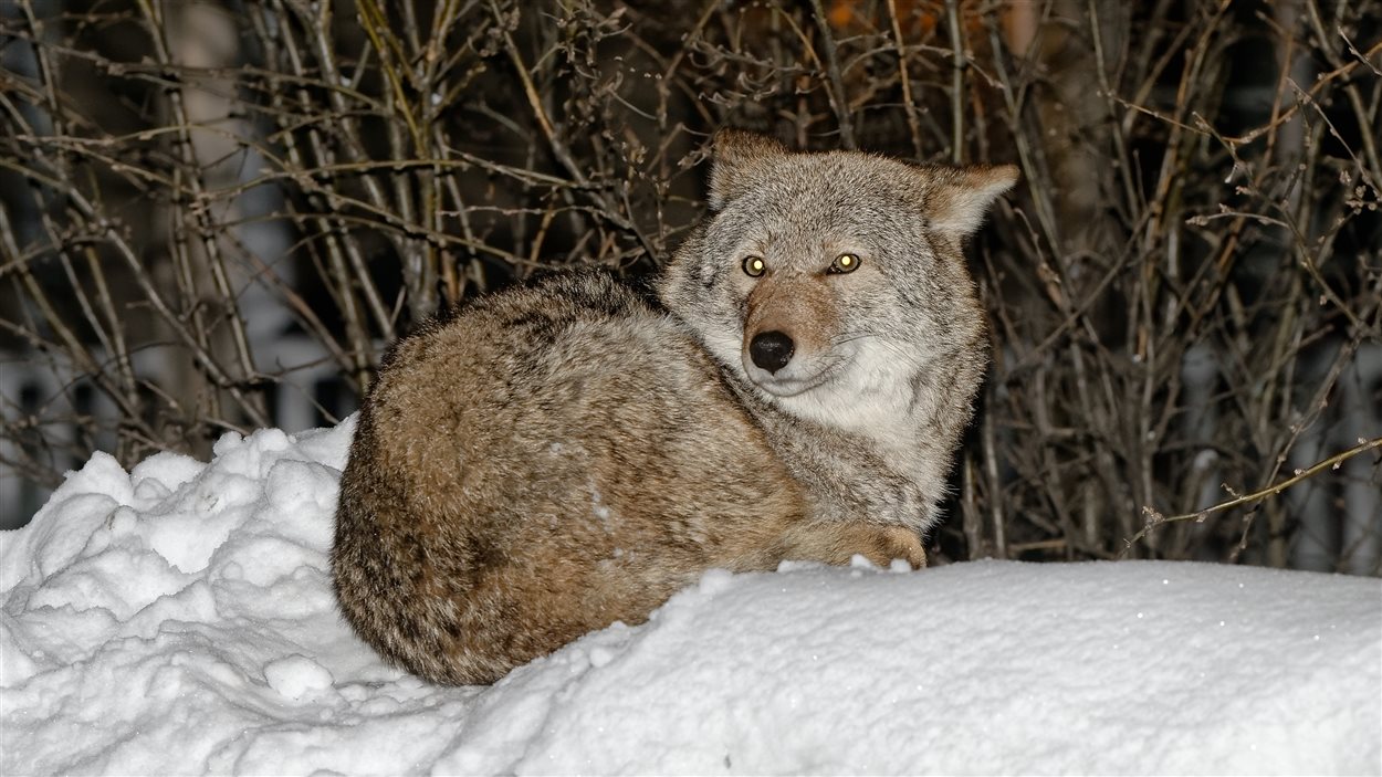 Un coyote à Rouyn-Noranda | Radio-Canada