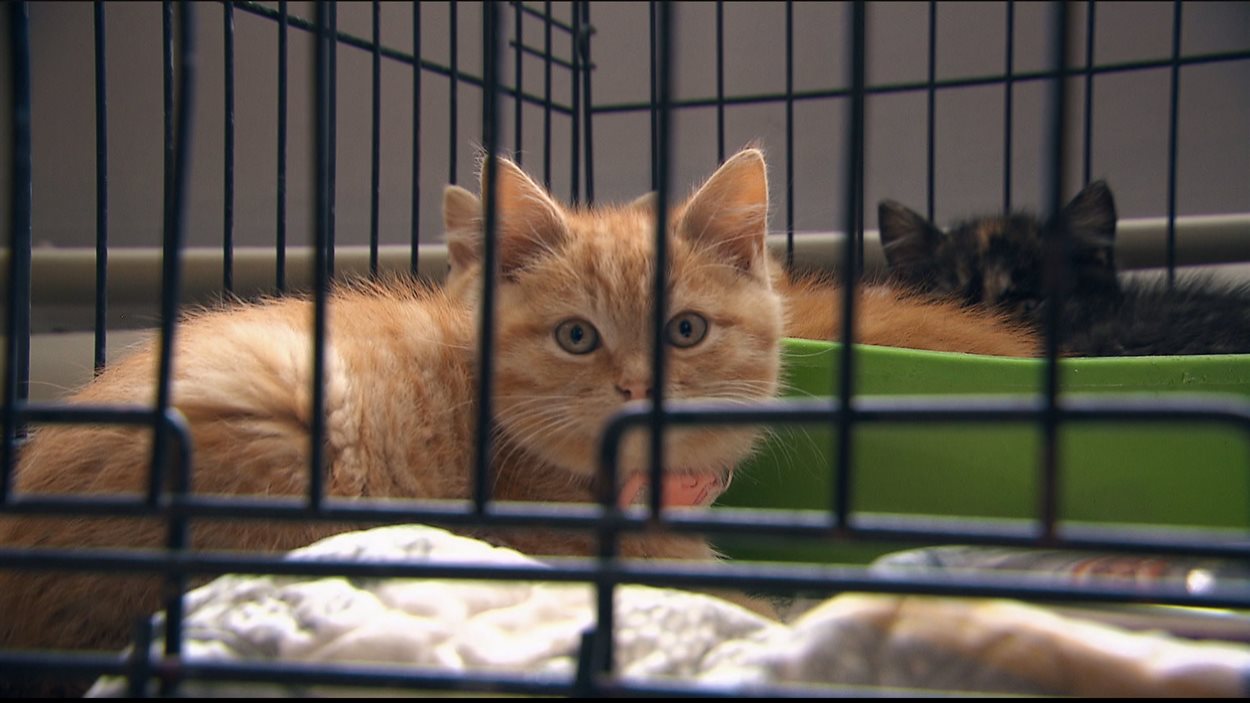 Combien ça coûte, un chat? | Radio-Canada.ca Combien ça coûte, un chat? | Radio-Canada.ca
