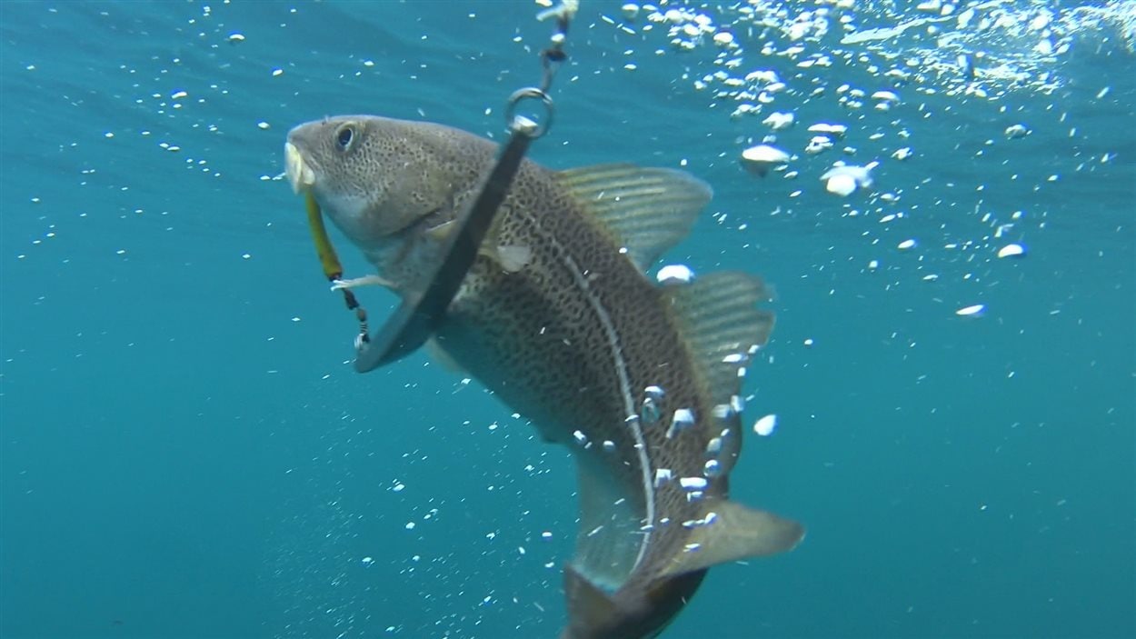 Un pêche durable | La semaine verte