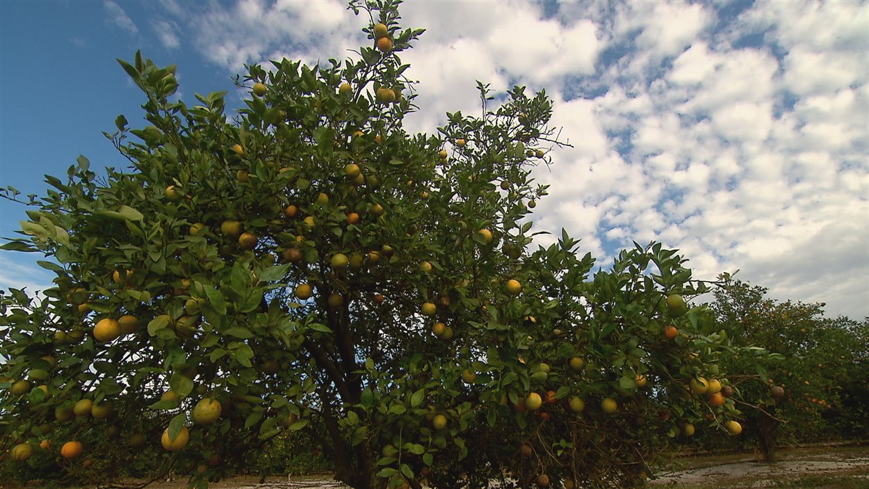 La maladie du dragon jaune | La semaine verte