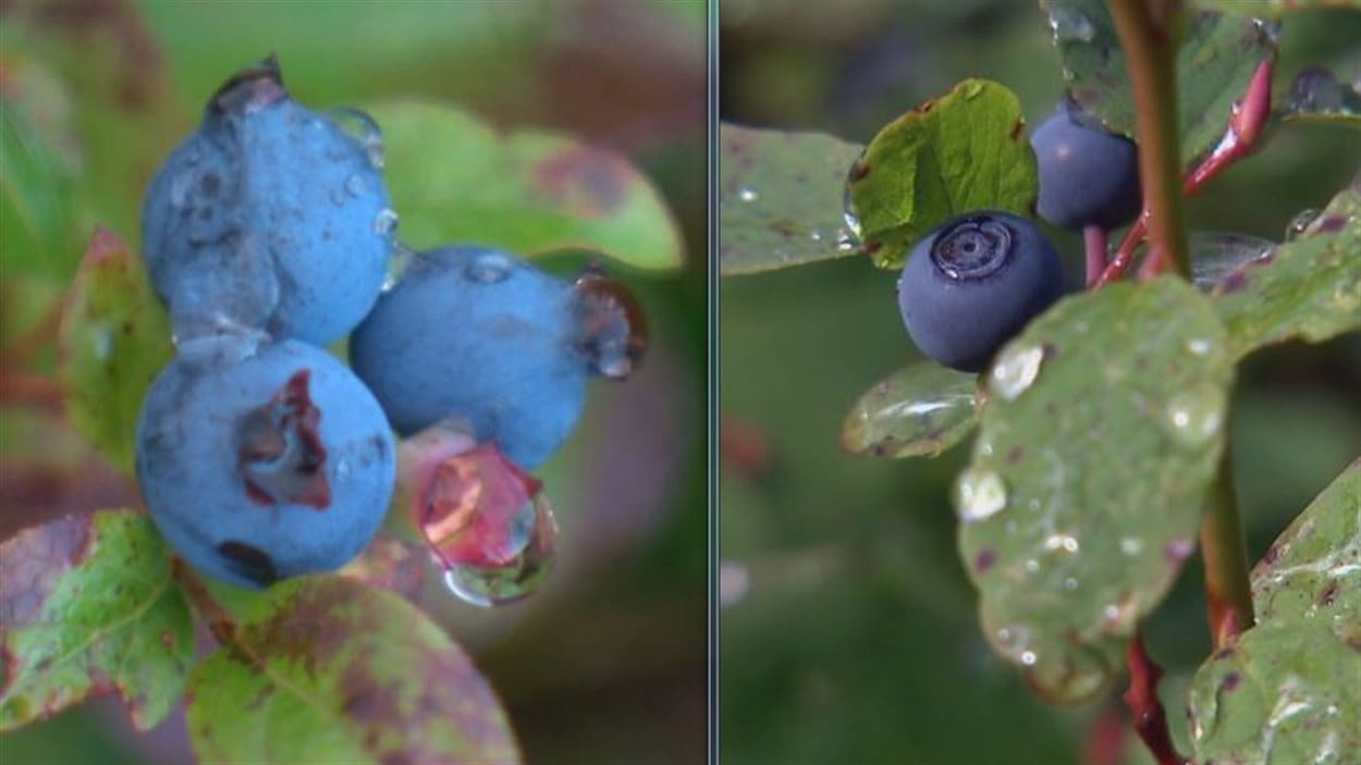 Espèces de bleuets! | La semaine verte